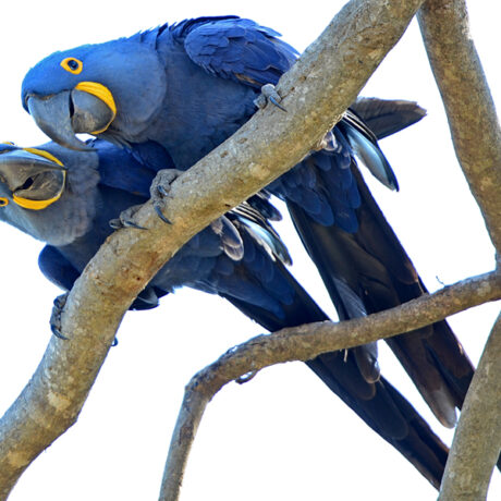 Hyacinth Macaw | World Parrot Trust
