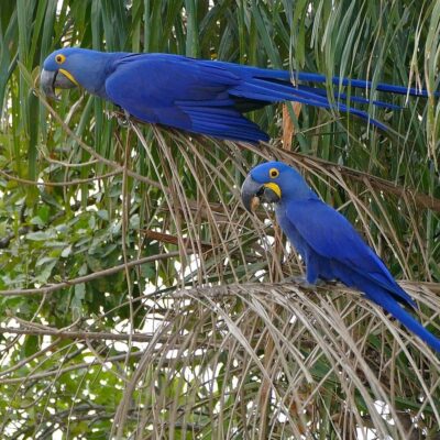 Macaws | World Parrot Trust