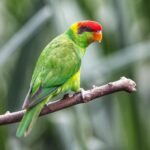 Lories and Lorikeets | World Parrot Trust