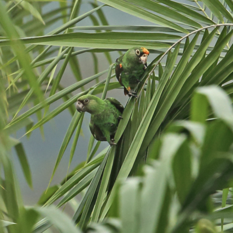 African Parrots | World Parrot Trust
