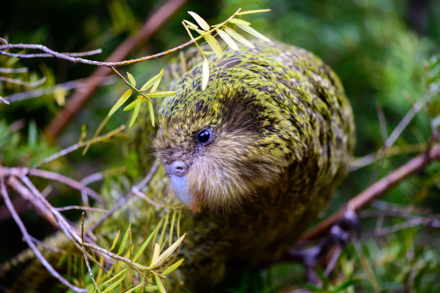 Kākāpō | World Parrot Trust