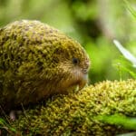 Kākāpō | World Parrot Trust