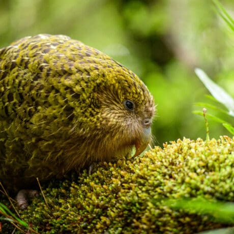 Kākāpō | World Parrot Trust