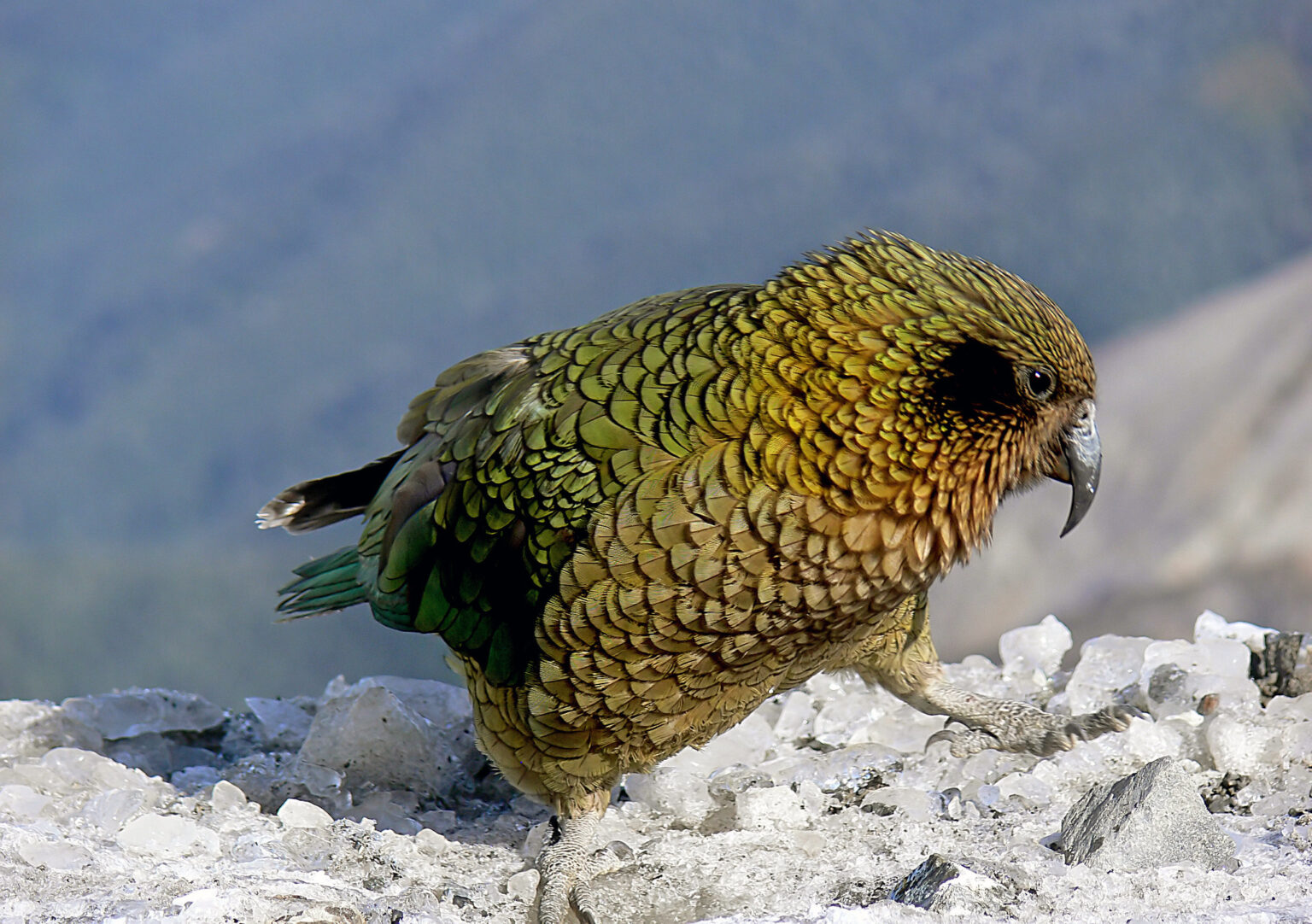 Kea | World Parrot Trust