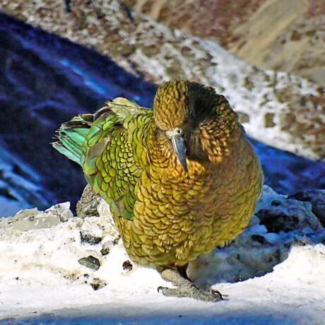 Kea | World Parrot Trust