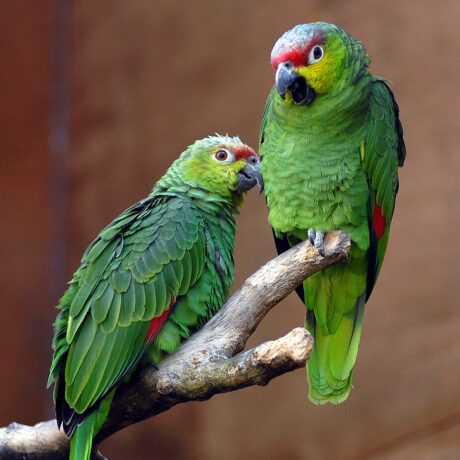 Amazon Parrots | World Parrot Trust