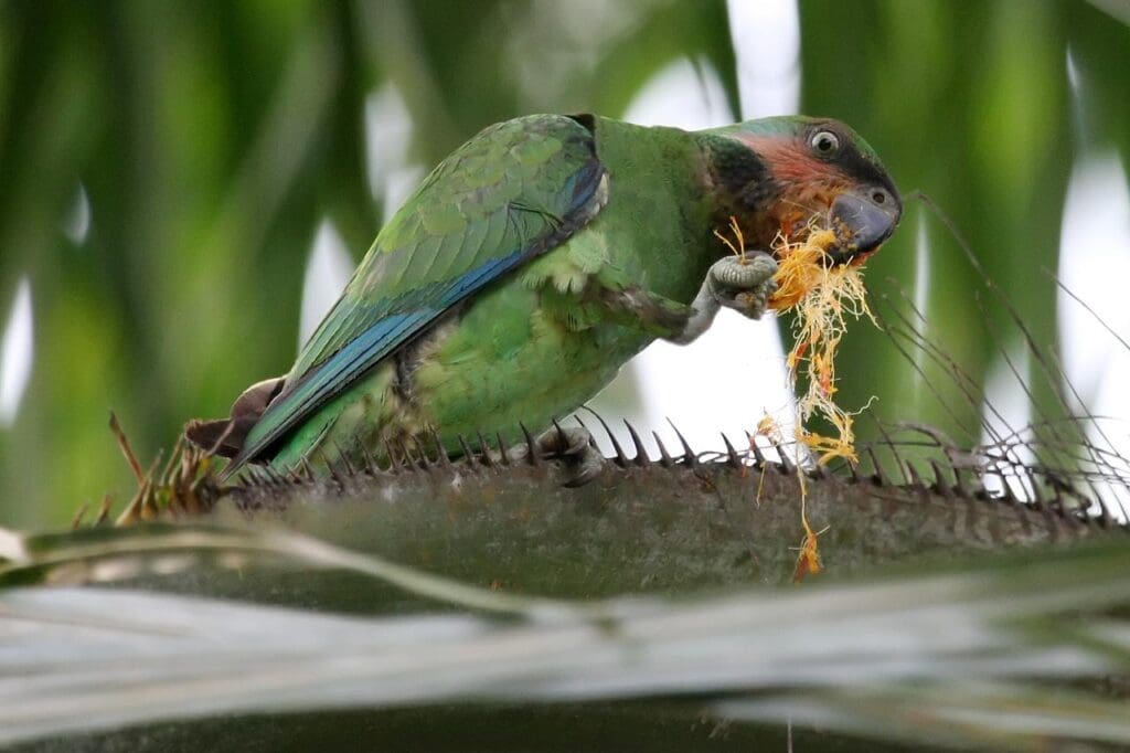 Long-tailed Parakeet | World Parrot Trust