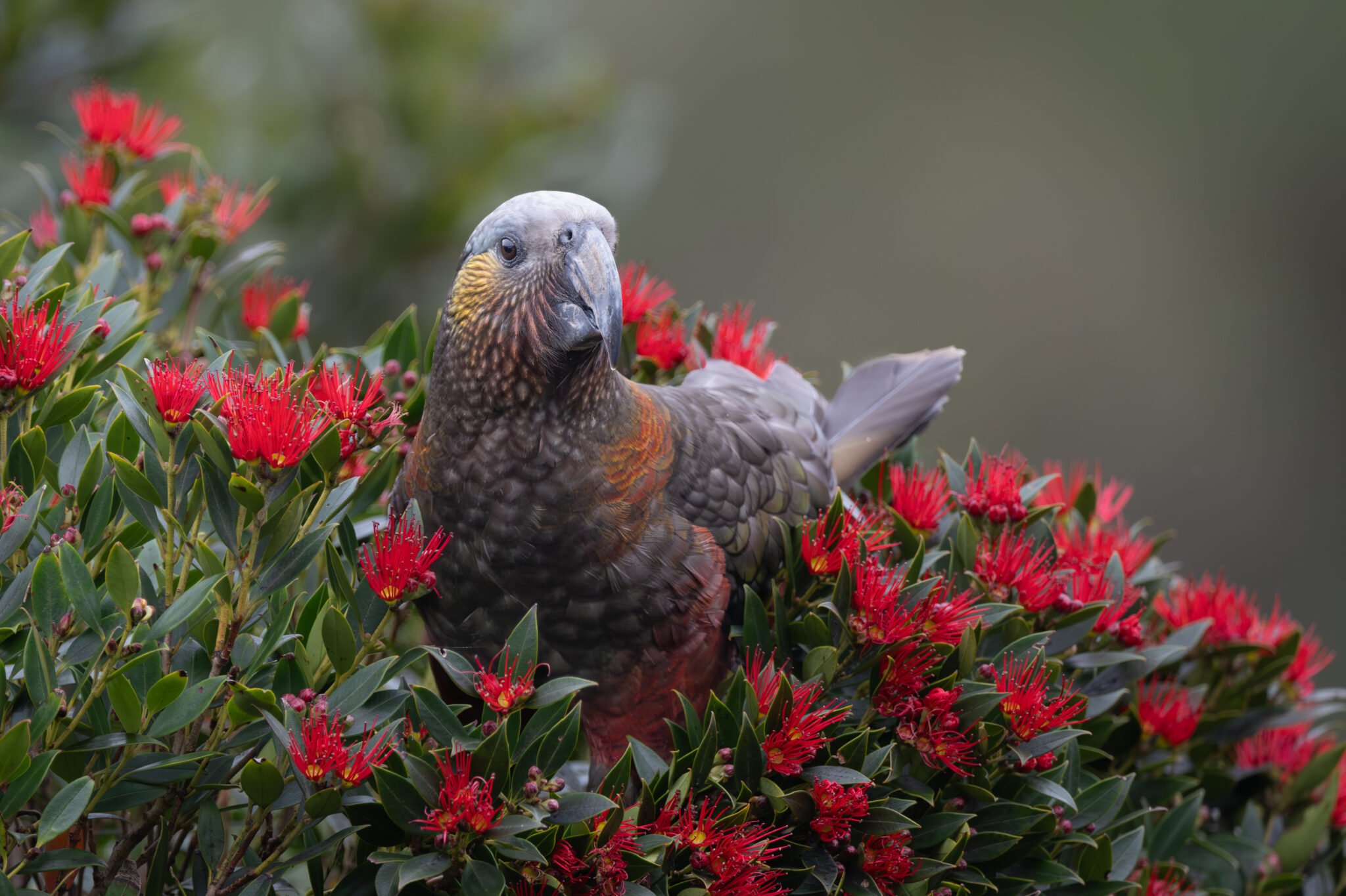 Kākā | World Parrot Trust