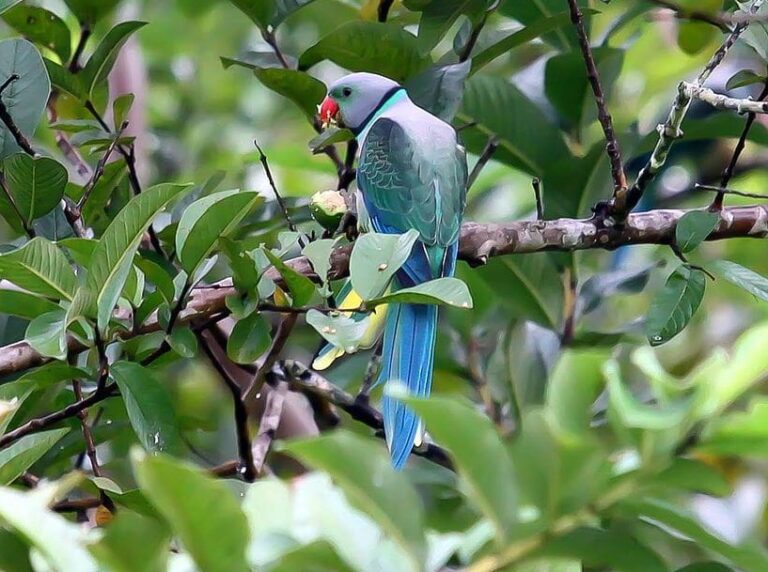 Malabar Parakeet | World Parrot Trust
