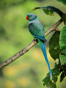 Malabar Parakeet | World Parrot Trust
