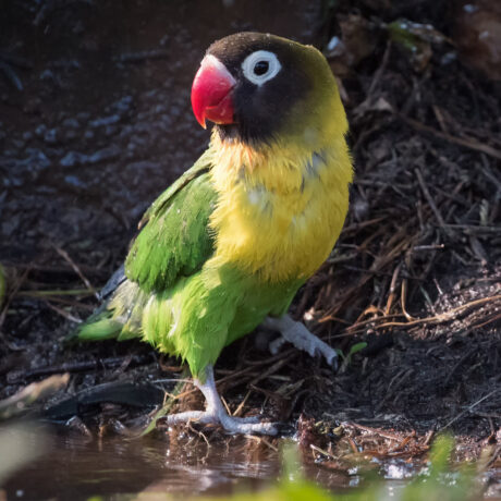 Masked Lovebird | World Parrot Trust