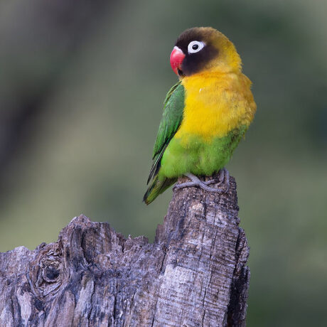 African Parrots | World Parrot Trust