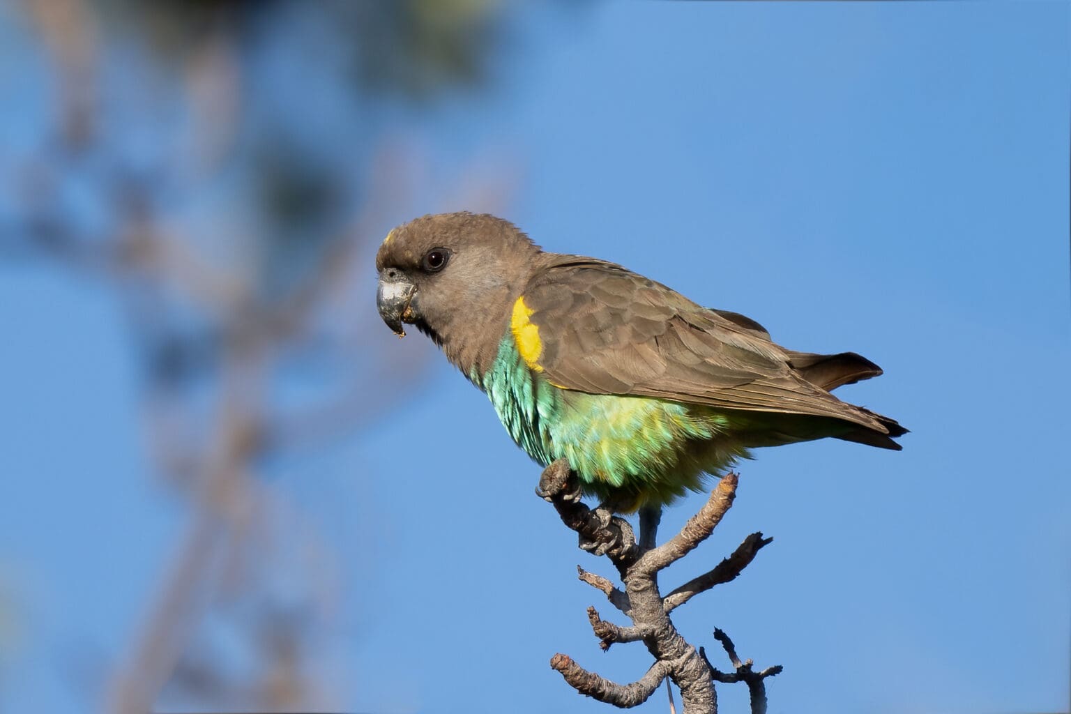 Meyer's Parrot | World Parrot Trust