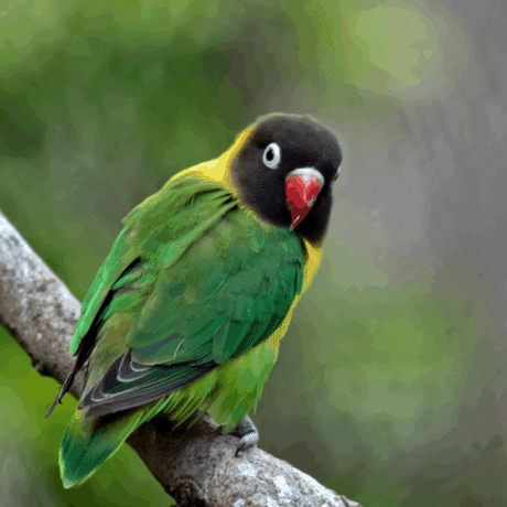 Masked Lovebird | World Parrot Trust
