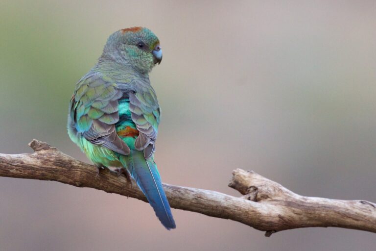 Mulga Parrot | World Parrot Trust