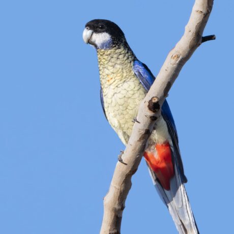 Australian Parakeets | World Parrot Trust