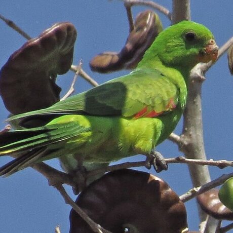 Australian Parakeets | World Parrot Trust
