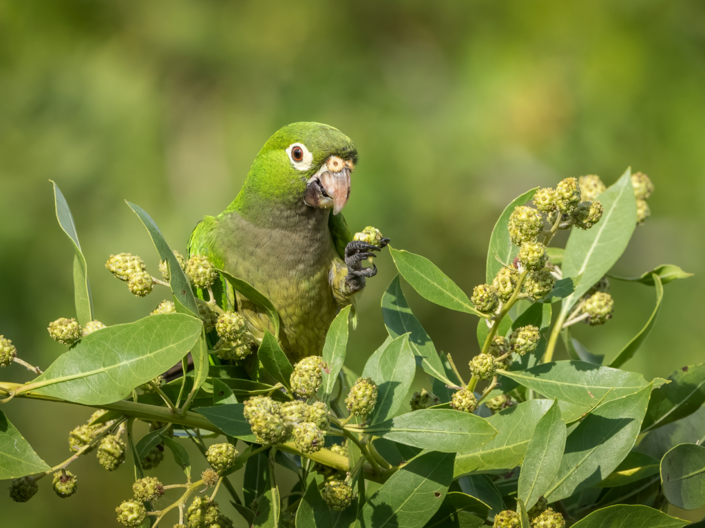 Olive-throated Conure | World Parrot Trust