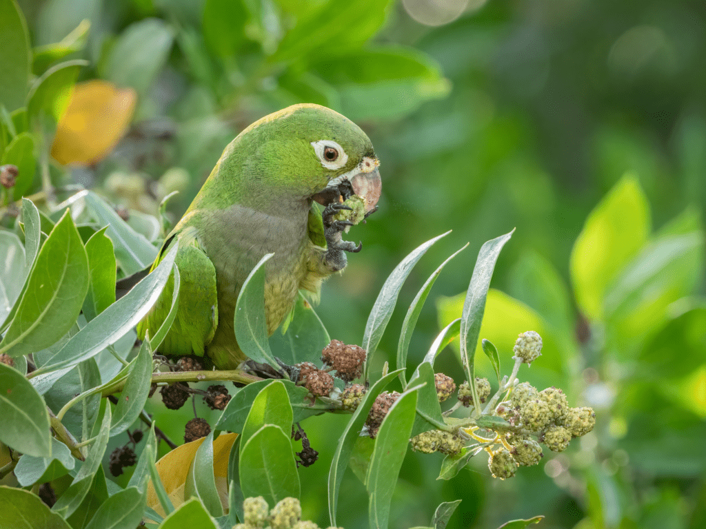 Olive-throated Conure | World Parrot Trust