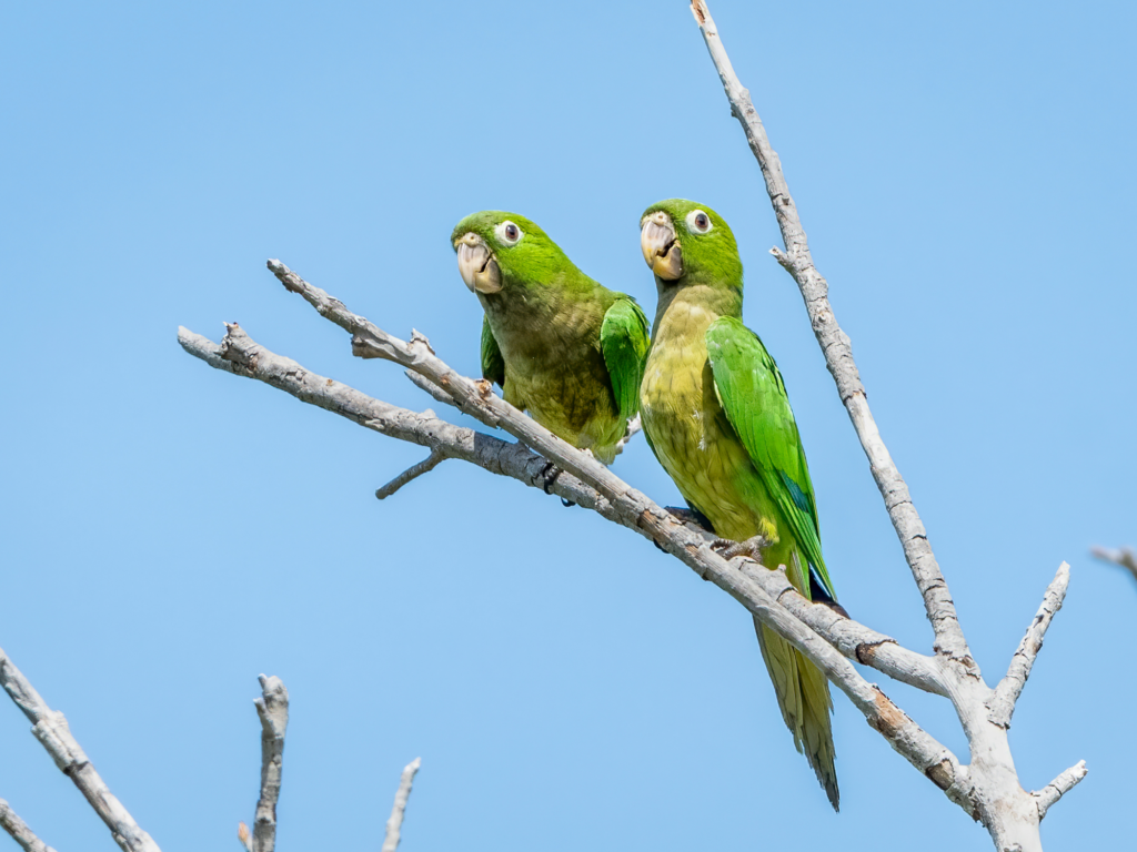 Olive-throated Conure | World Parrot Trust
