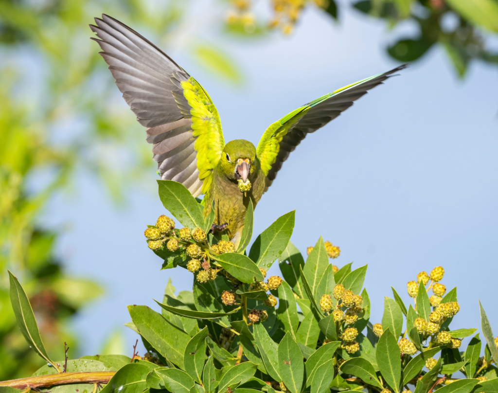 Olive-throated Conure | World Parrot Trust
