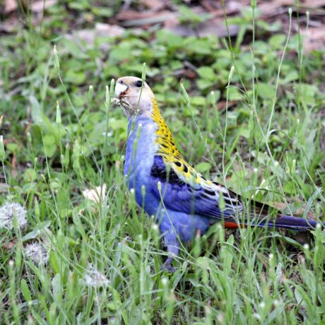 Pale-headed Rosella | World Parrot Trust