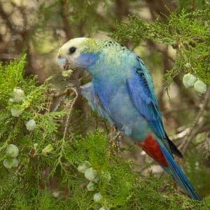 Pale-headed Rosella | World Parrot Trust