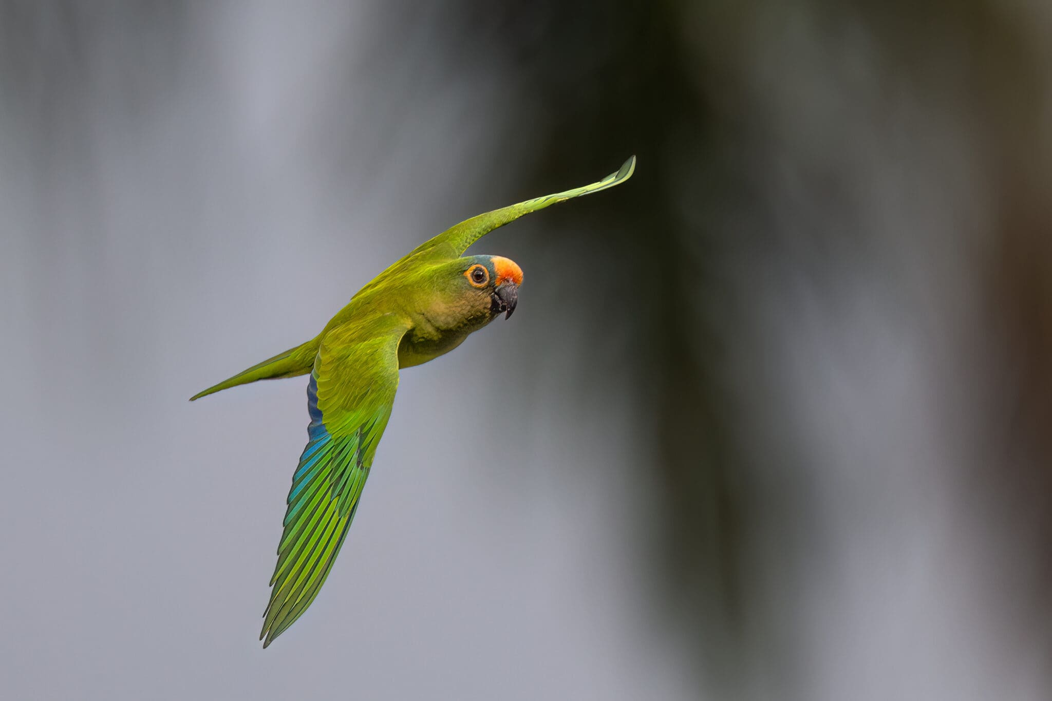 Peach-fronted Conure | World Parrot Trust