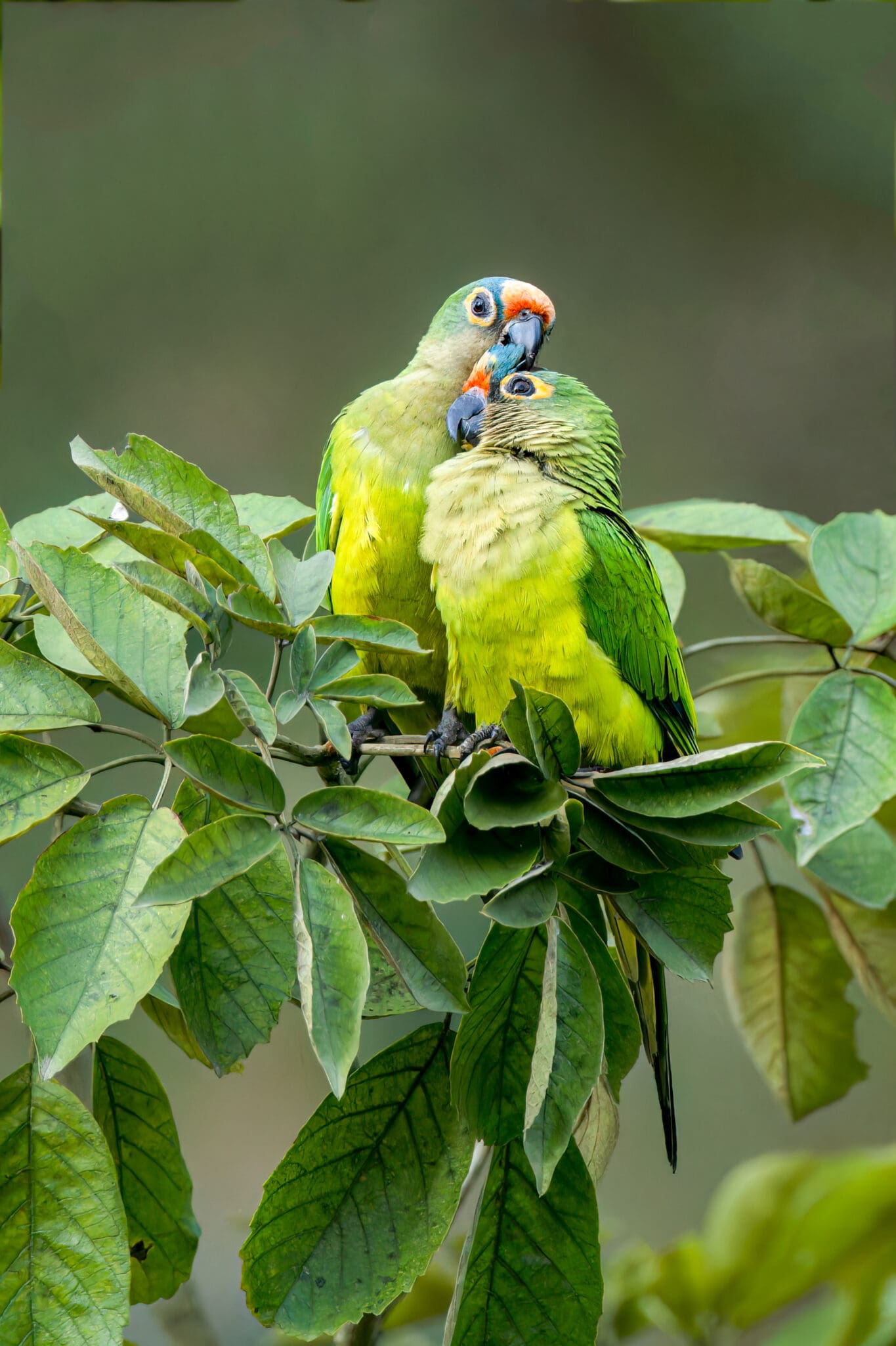 Peach-fronted Conure | World Parrot Trust