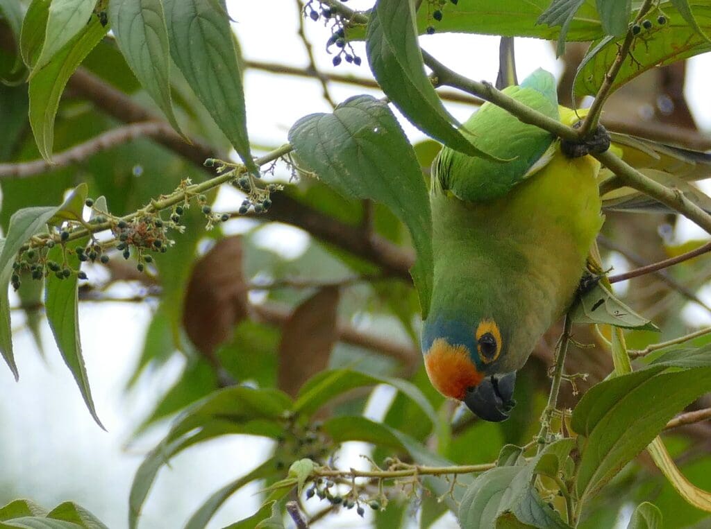 Peach Fronted Conure Size