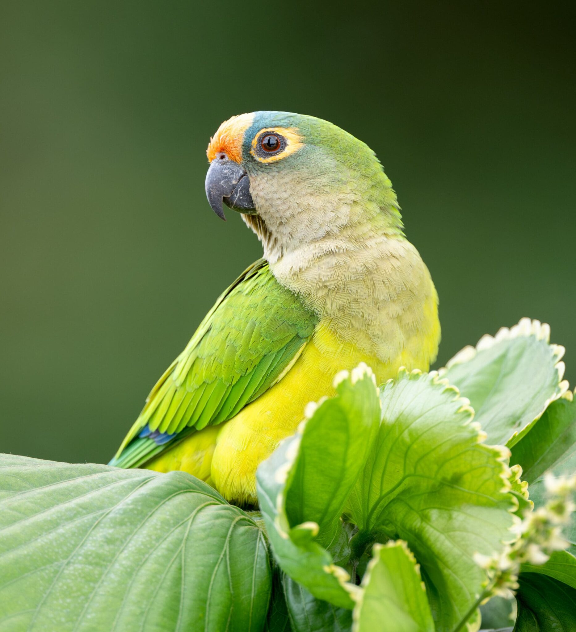 Peach-fronted Conure | World Parrot Trust