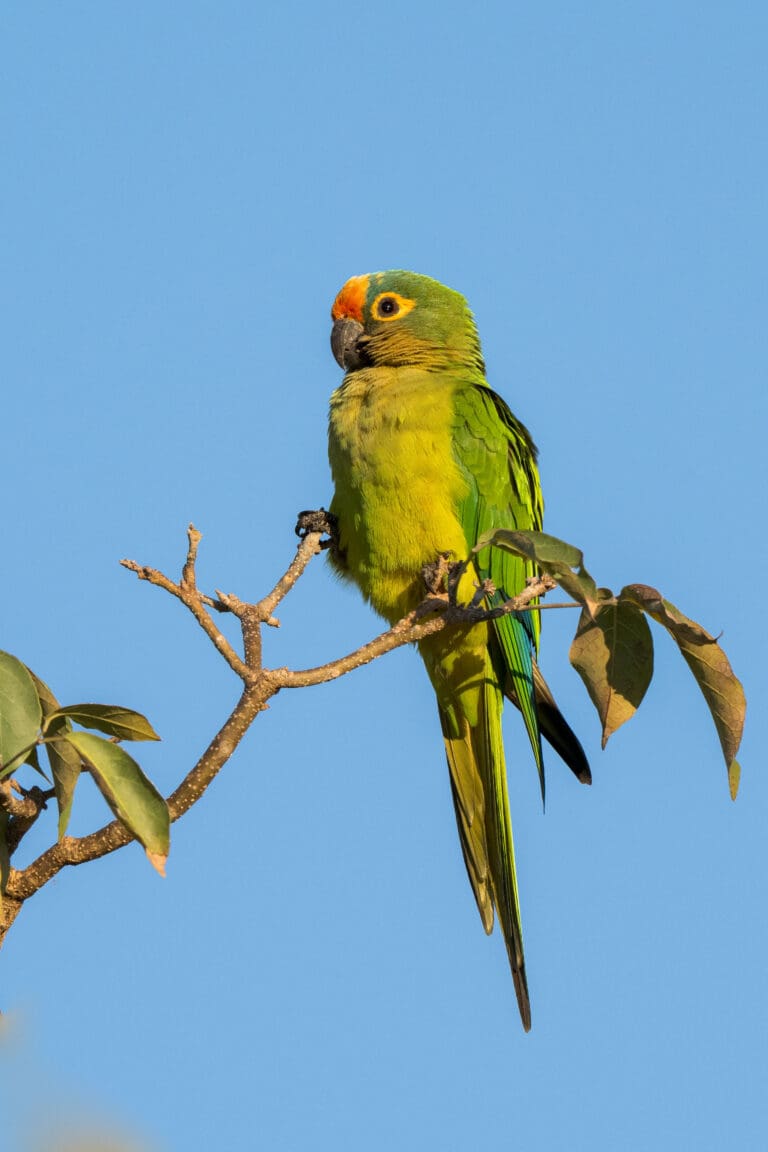 Peach-fronted Conure | World Parrot Trust