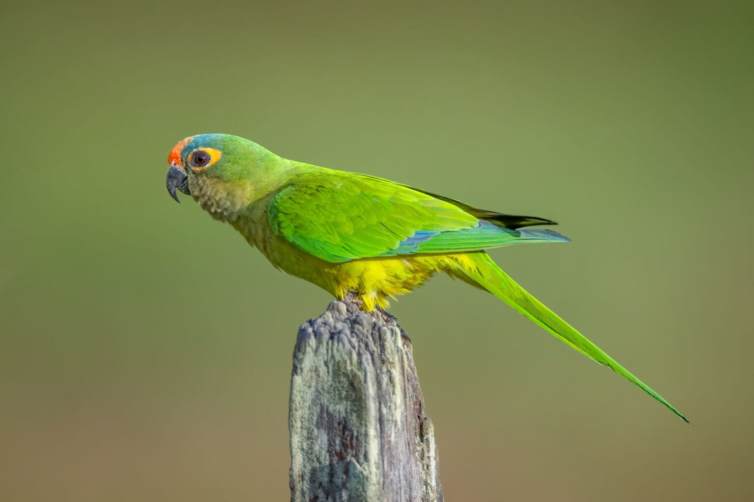 Peach-fronted Conure | World Parrot Trust