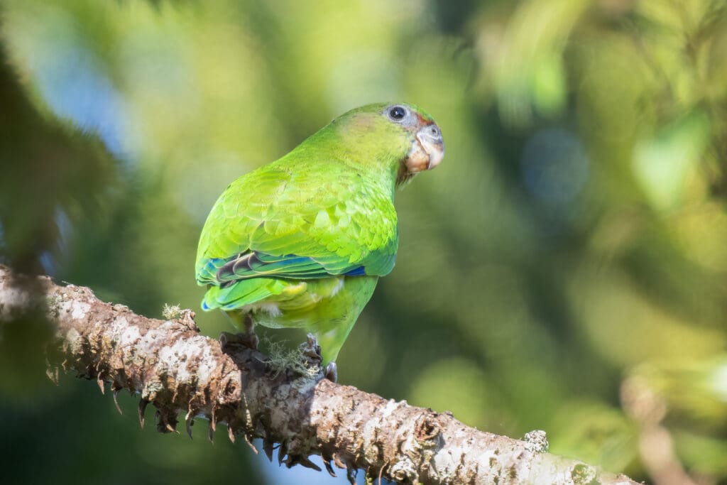 Pileated Parrot | World Parrot Trust