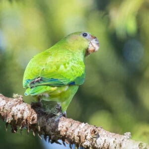 Pileated Parrot | World Parrot Trust