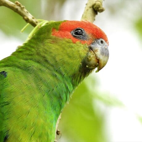 Pileated Parrot | World Parrot Trust