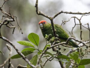 Pileated Parrot | World Parrot Trust