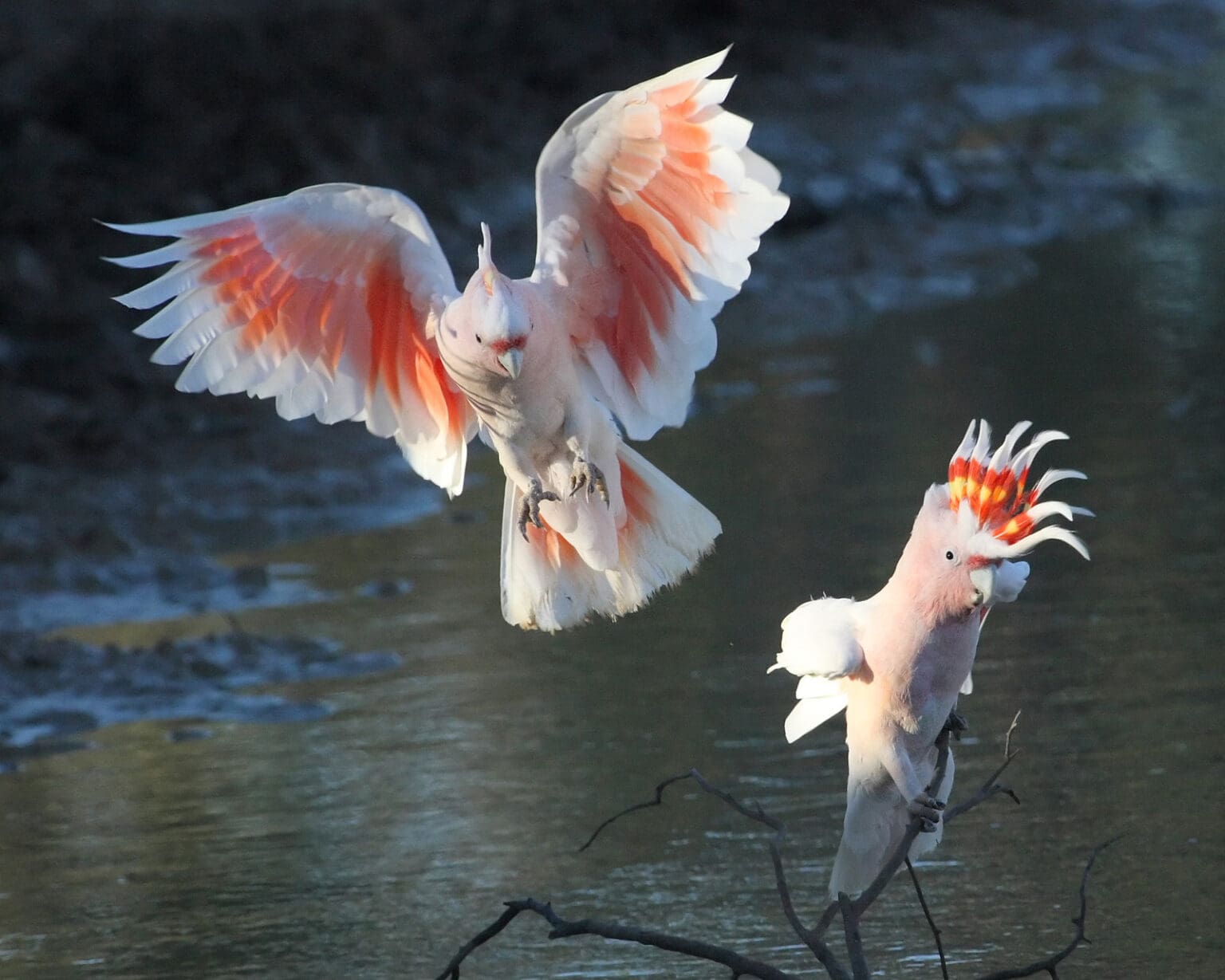 Pink Cockatoo | World Parrot Trust