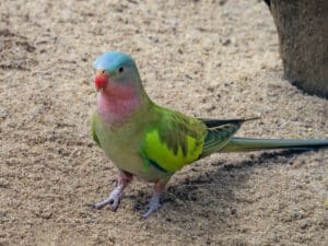 Princess Parrot | World Parrot Trust