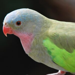 Princess Parrot | World Parrot Trust