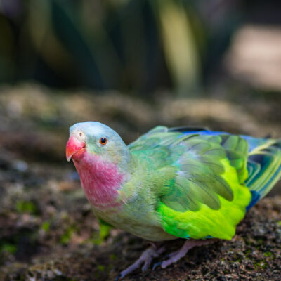 Princess Parrot | World Parrot Trust