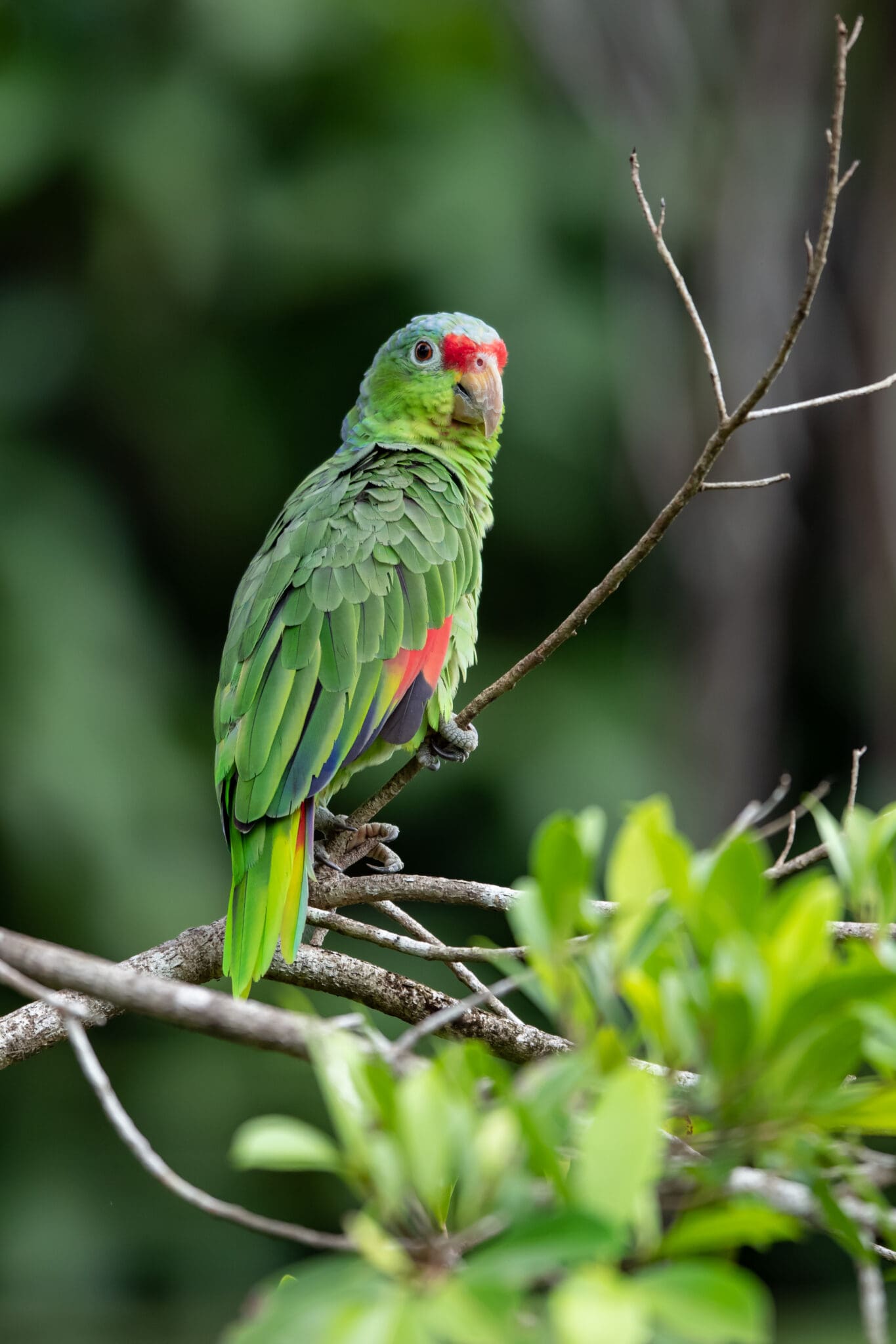 Red-lored Amazon | World Parrot Trust