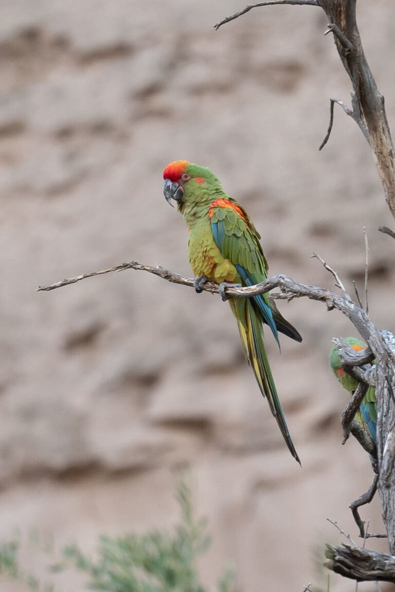 Red-fronted Macaw | World Parrot Trust