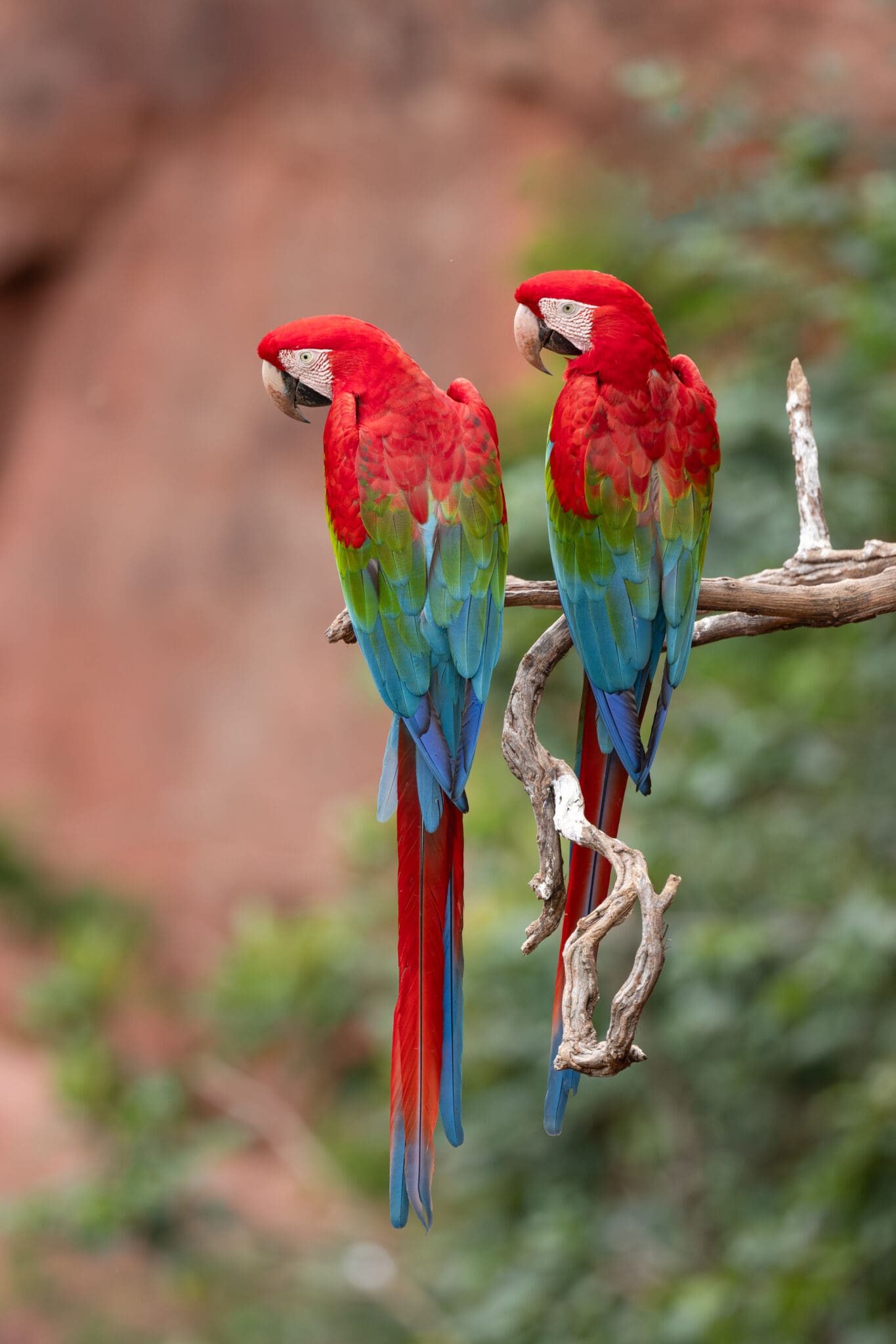 Red-and-green Macaw | World Parrot Trust