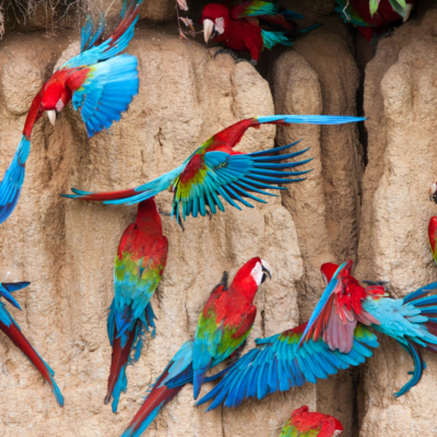 Macaws | World Parrot Trust