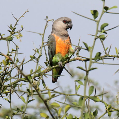 African Parrots | World Parrot Trust
