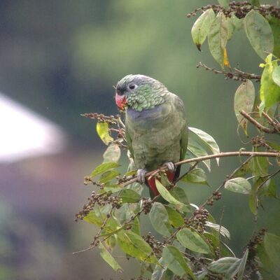 Red-billed Parrot | World Parrot Trust