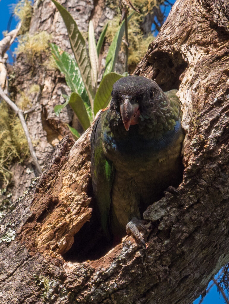 Red-billed Parrot | World Parrot Trust