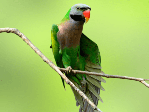 Red-breasted Parakeet | World Parrot Trust