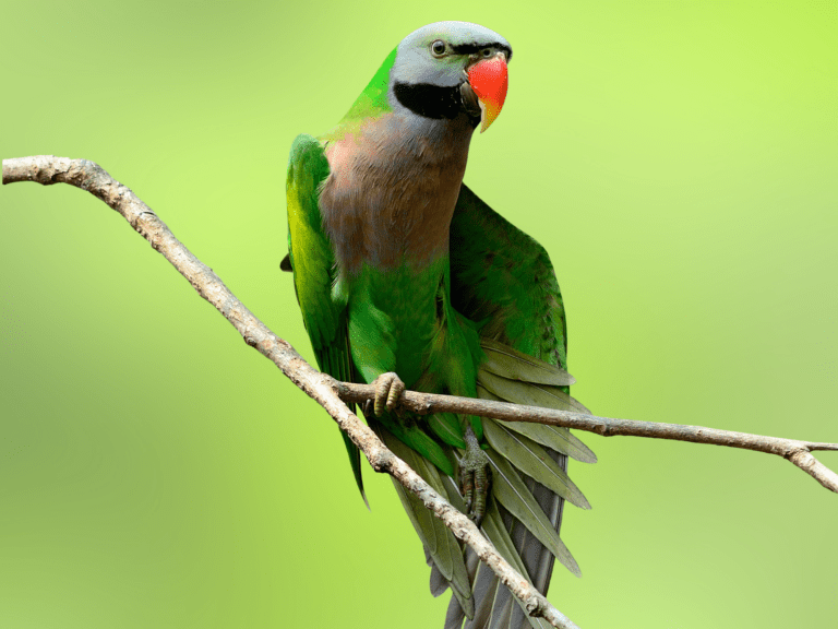Red-breasted Parakeet | World Parrot Trust